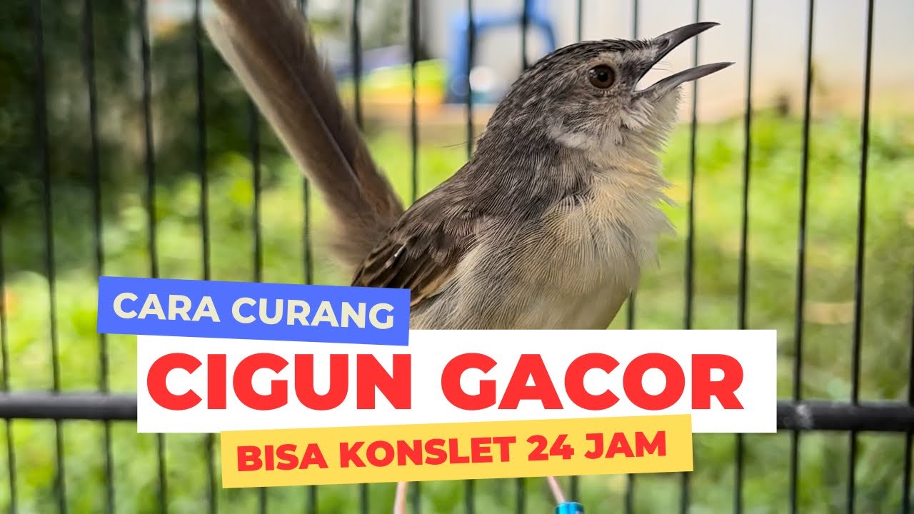 Cara membuat cigun konslet 24 jam gacor - YouTube