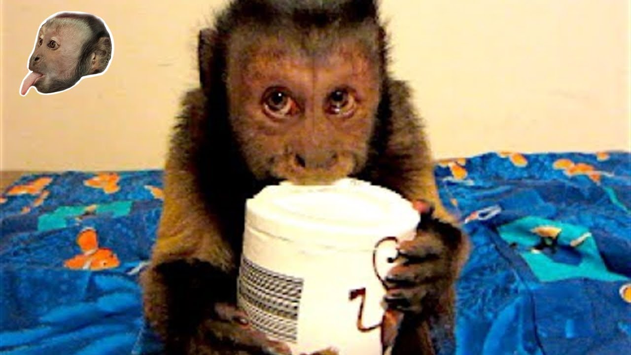 Monkey Says I LOVE Sweet Potato Puffs! - YouTube