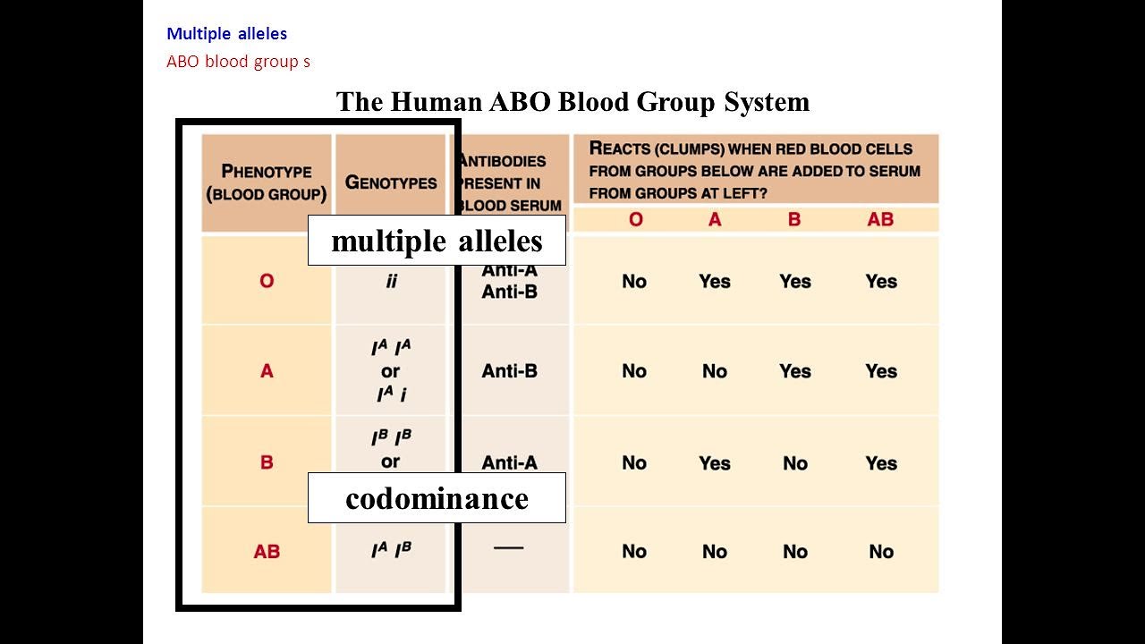 ABO blood group system # easy genetics # multiple alleles - YouTube