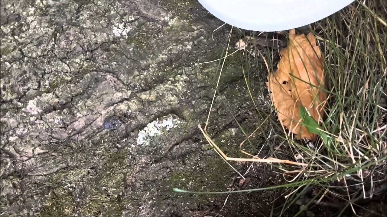 DIY inexpensive way to kill ants inside a tree - YouTube