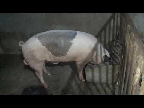 Lumbini livestock farm