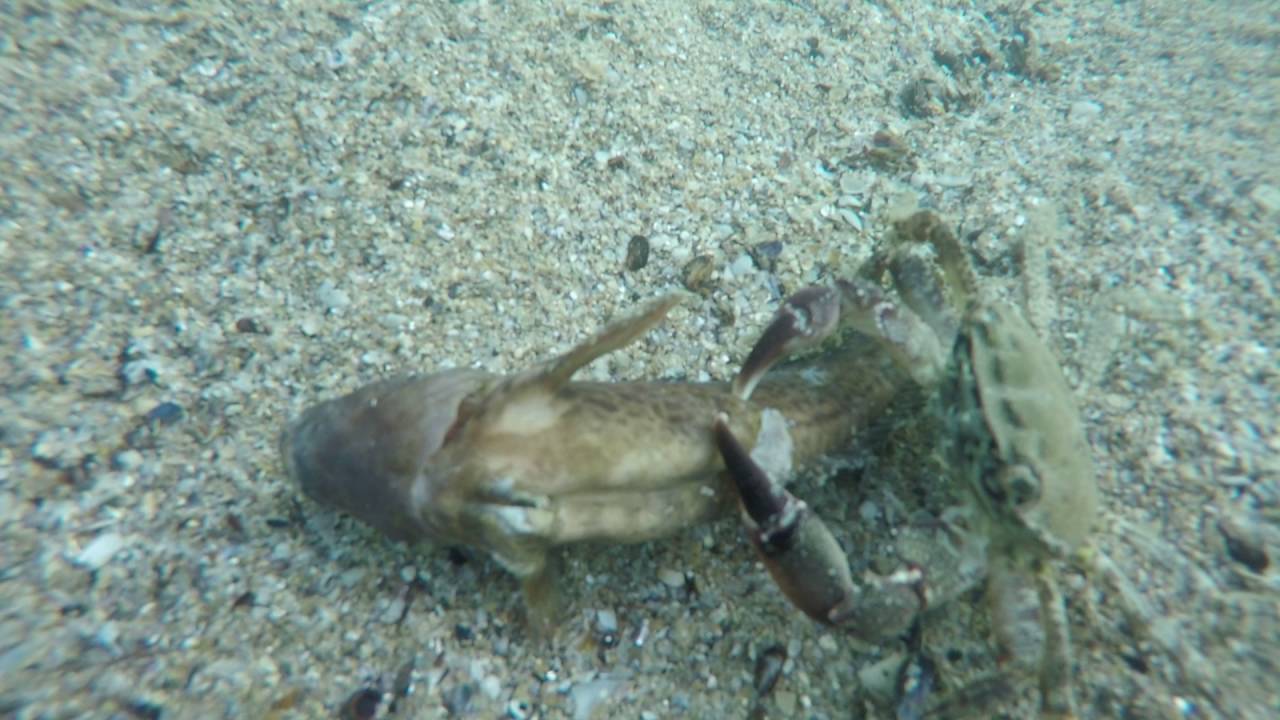 Marea Neagra . Un crab la dieta Fauna Marea Neagra - YouTube