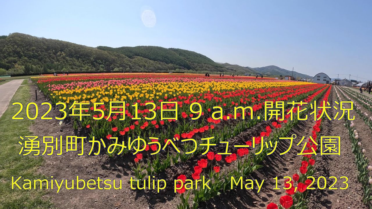 チューリップ公園開花状況2023年5月13日Kamiyubetsu Tulip Park Today's Blooming (Yubetsu ...