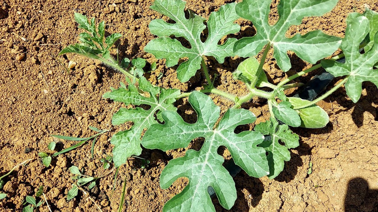 Watermelon Early Stage Care and Nutritional Needs - YouTube
