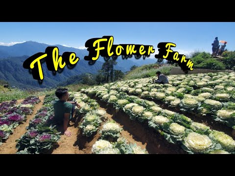 Northern Blossom Flower Farm||Atok, Benguet - YouTube