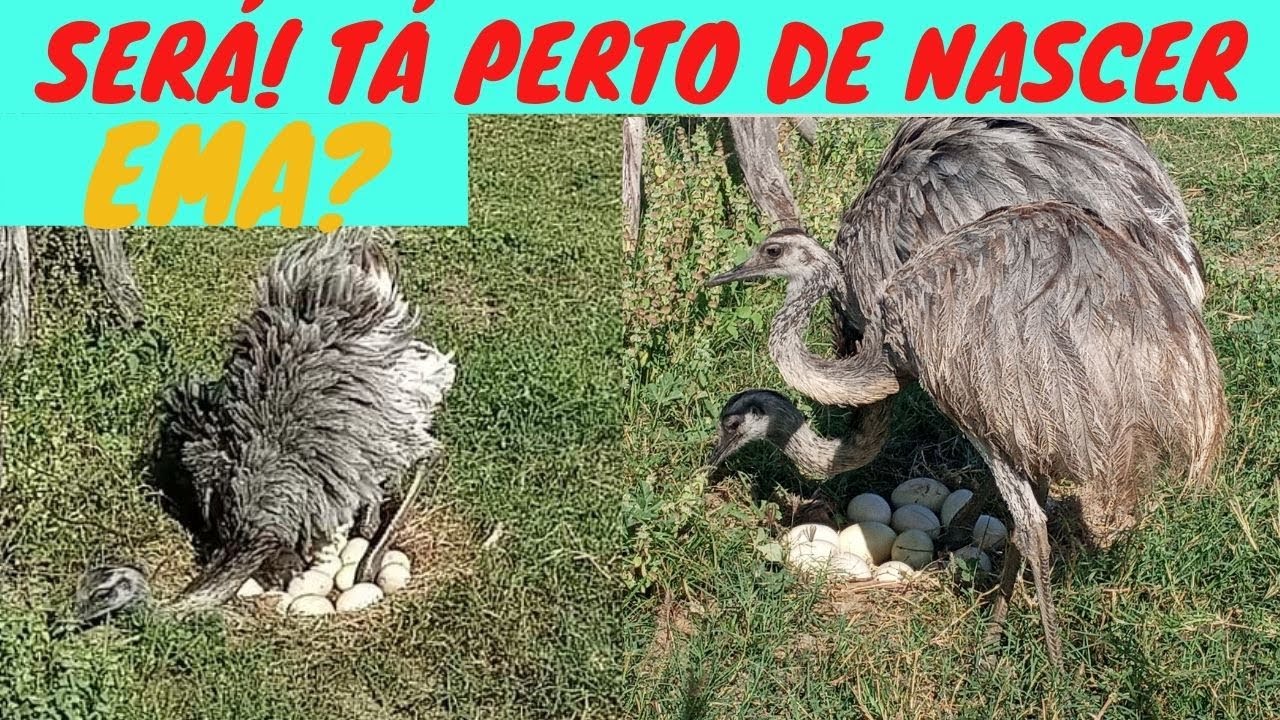 EMA-PARENTE DA AVESTRUZ-QUANTOS OVOS A EMA tá chocando? #CRIAÇÃO DE EMA ...