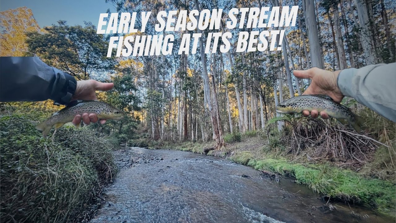 Small Stream Trout Fishing Going Off! - YouTube