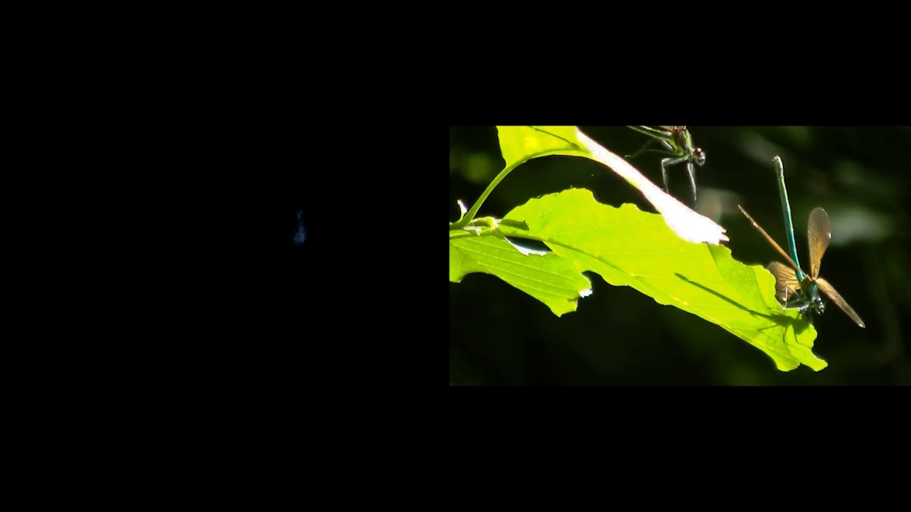 Chanson du Futur Antérieur (Ma Libellule) - YouTube