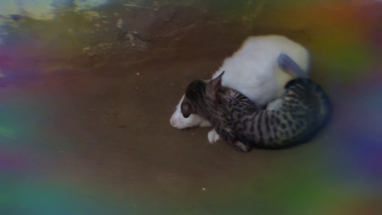 Fighting ',,,,,cat and rabbit most interesting video - YouTube