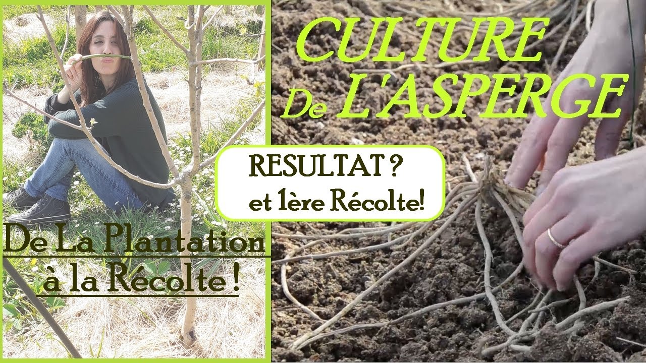 Comment PLANTER les ASPERGES au POTAGER? De la Plantation à la Récolte ...