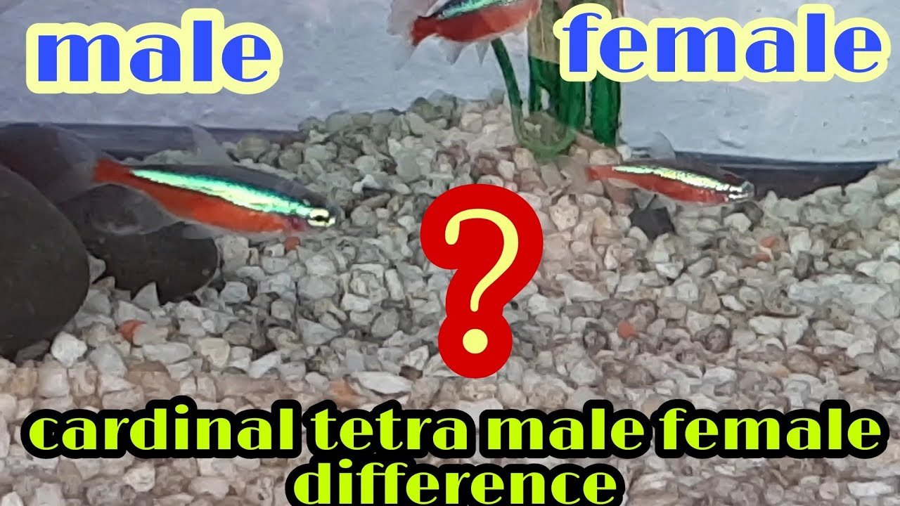 Cardinal Tetra Male And Female Difference/Size/Colour/Shape - YouTube