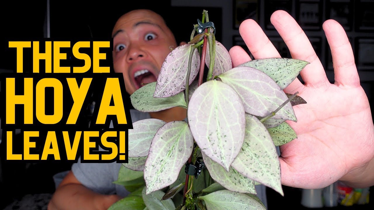 Late Night Hoya Plant Chores 🌱 plant updates | saving my dying hoyas 💚 ...