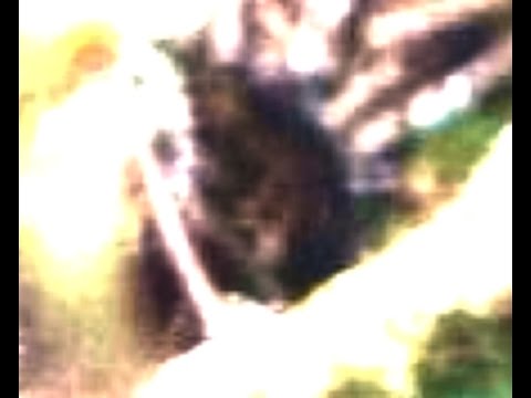 Episode 23 - Small Squatch or Little People? - YouTube