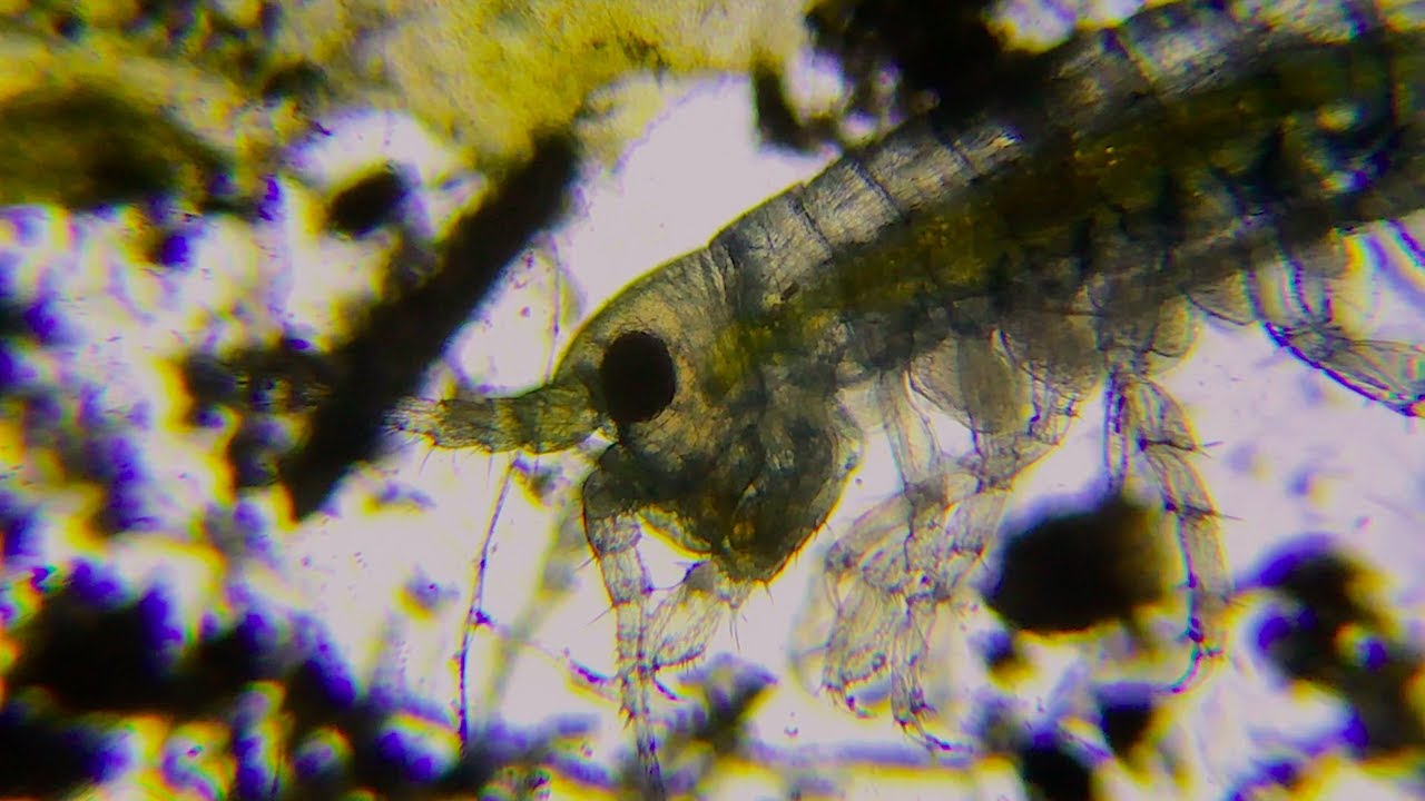 Microscopic sea life, various arthropods, and a baseodiscus delineatus ...