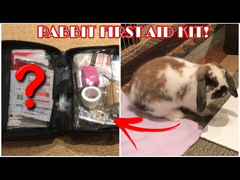What's In My RABBIT FIRST AID KIT | Preparing A First Aid Kit For ...