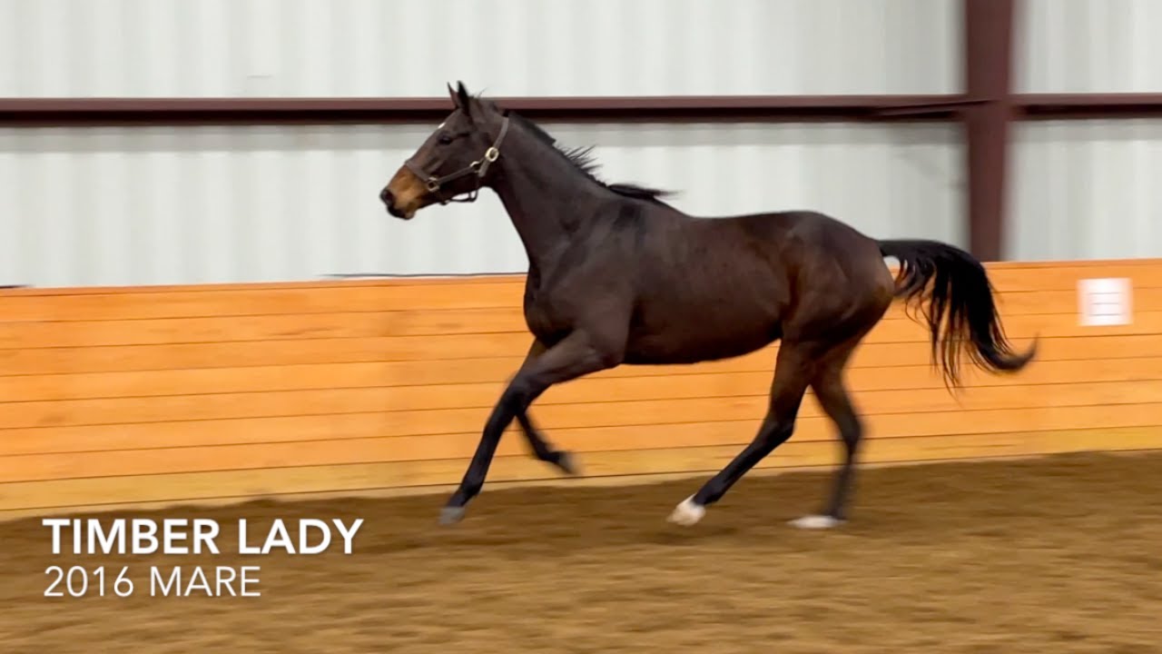 Timber Lady - Free Lunge - YouTube