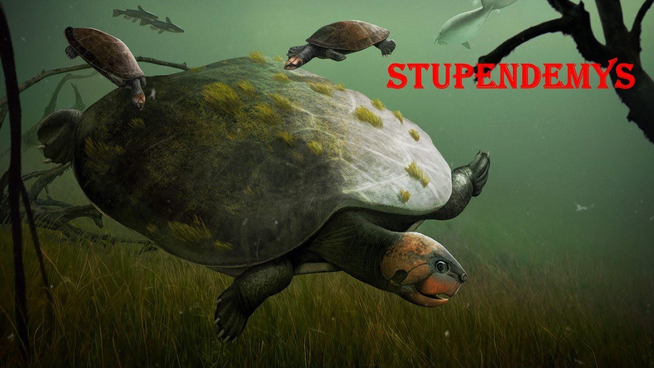 Stupendemys - YouTube