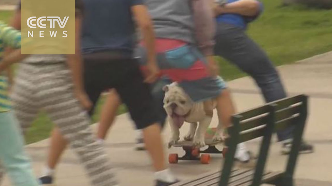 Otto the Bulldog celebrates Guinness World Records Day on skates - YouTube