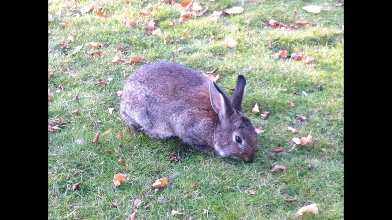 Feral Rabbits in the Fall Time - Lindsay Park, Calgary - YouTube