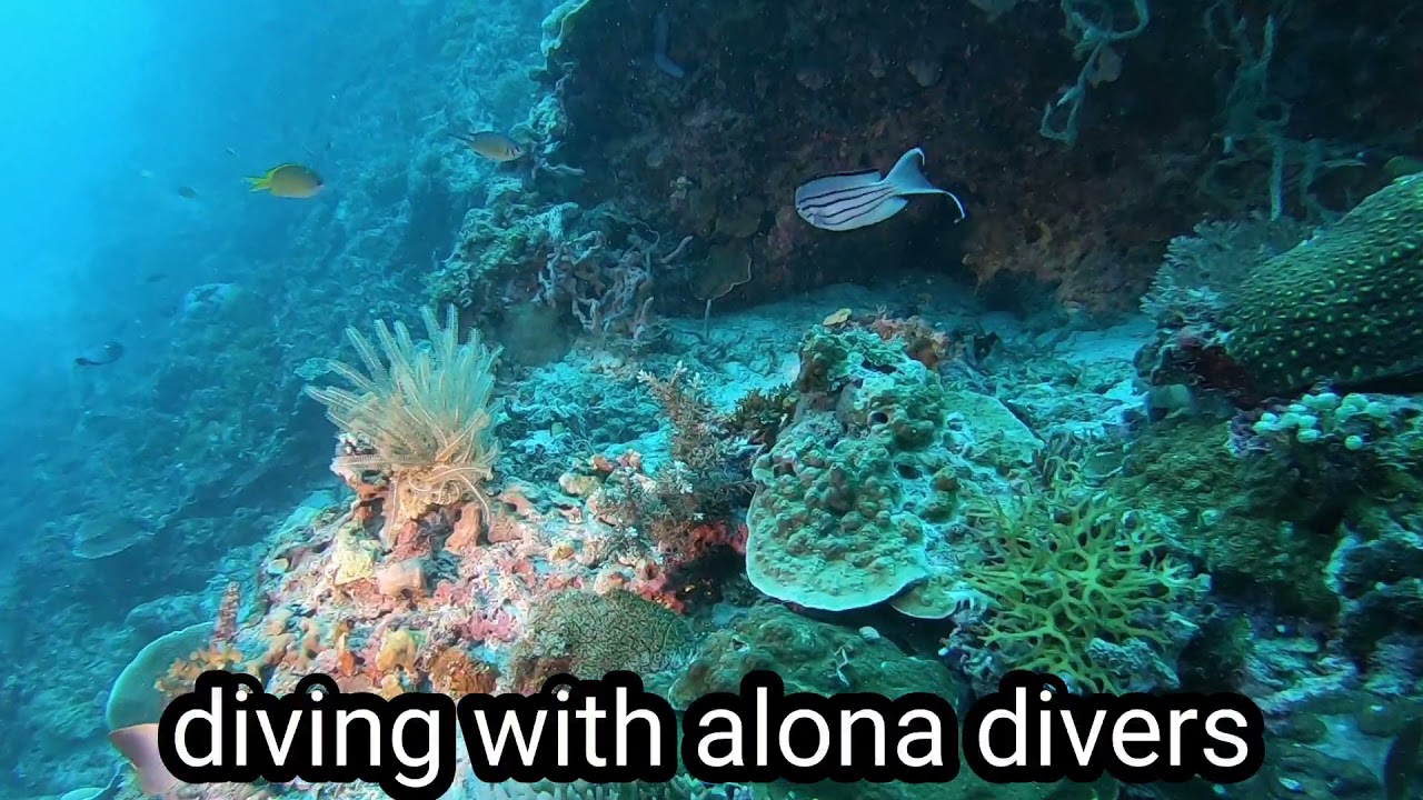 diving with alona divers and staying at henann resort in bohol...4pm ...
