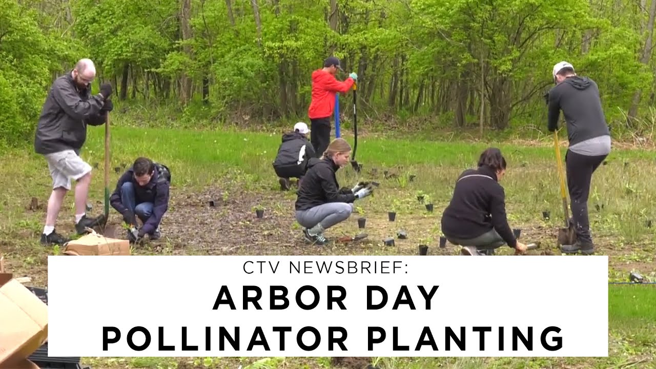 CTV News Briefs: Arbor Day Pollinator Planting - YouTube