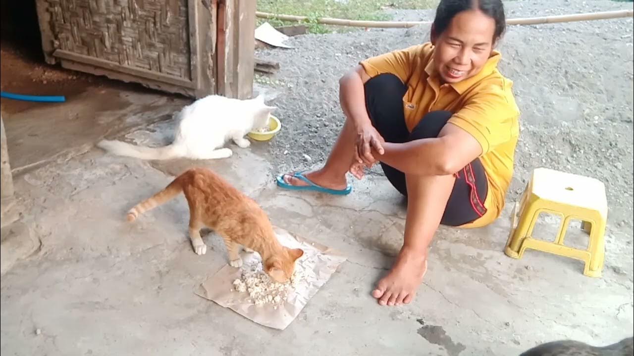 KUCING BEREMPAT NGATRI MINTA MAKAN - YouTube