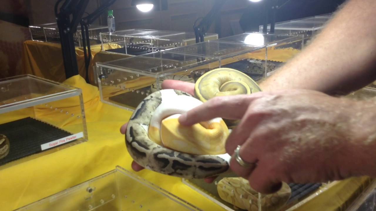 Double Recessive Ball Pythons (Lightning Pieds) - YouTube
