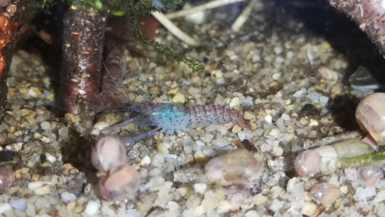 Euryrhynchus amazoniensis/ Amazonas-Laubgarnele - YouTube