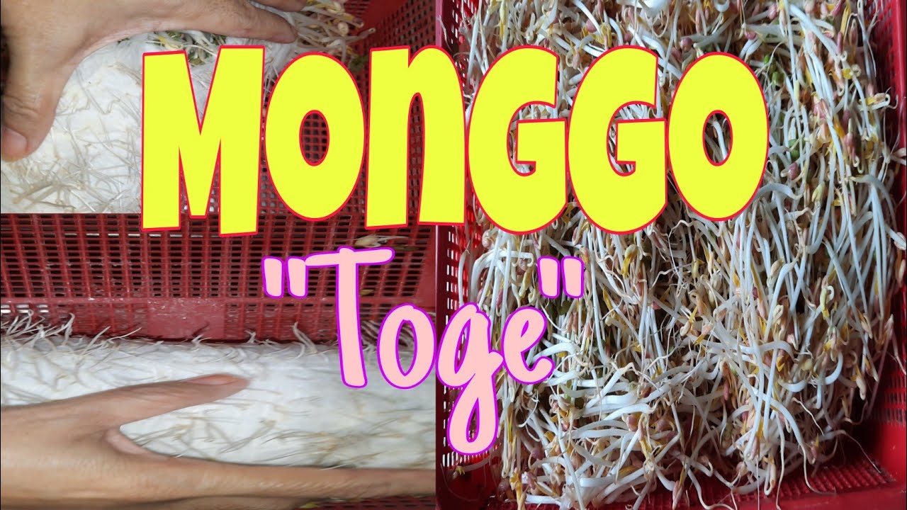 PAANO MAGPATUBO NG MONGGO O TOGE | PART 2 - YouTube