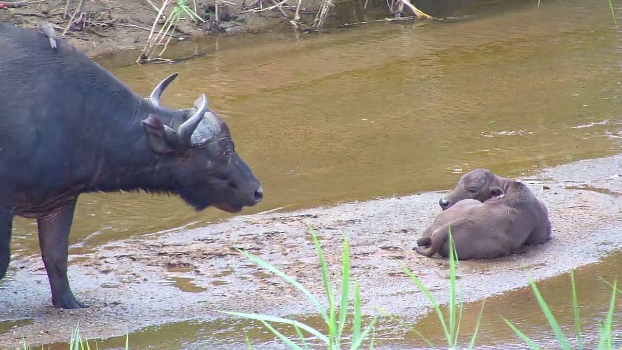 A Buffalo Calf Suckling - YouTube