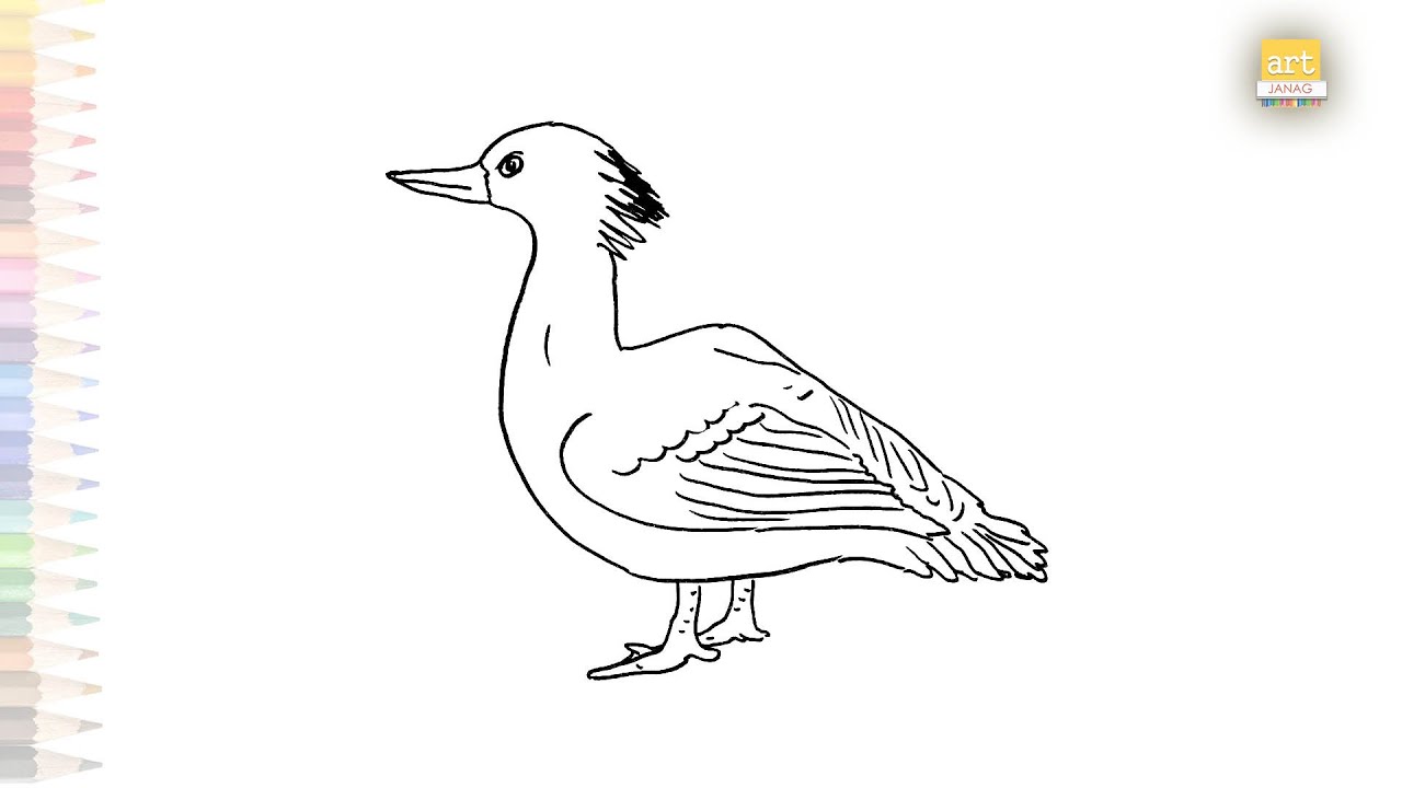 Goosander drawing | Common merganser drawings | How to draw Goosander ...
