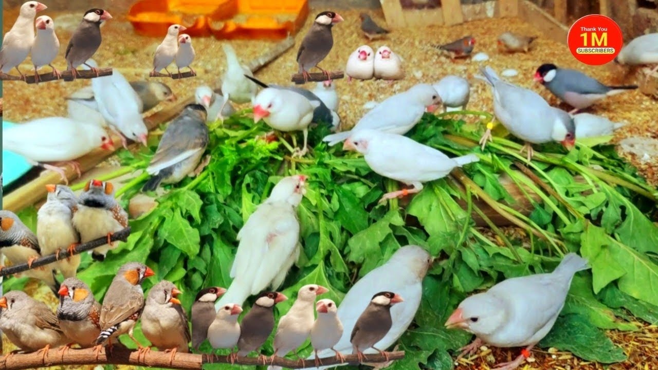 Natural food: Zebra Finch, Java Finch Birds enjoy green food I need ...