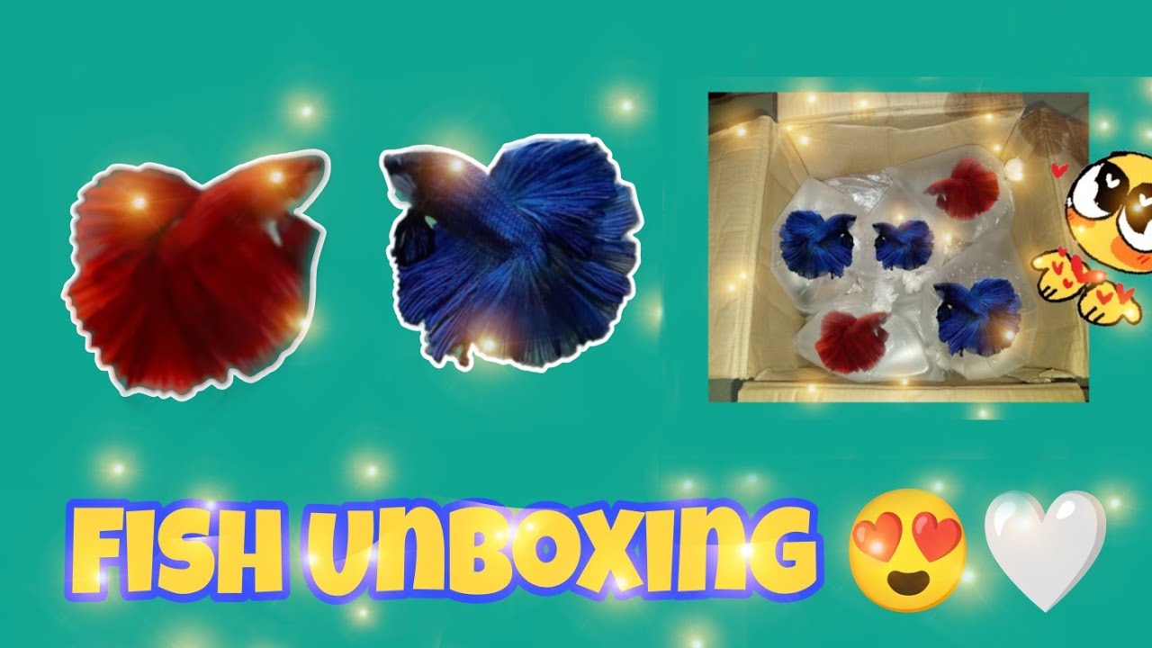 Half moon Fighter fish Unboxing video ️| নতুন বেটা মাছের পানি প্রস্তুত ...