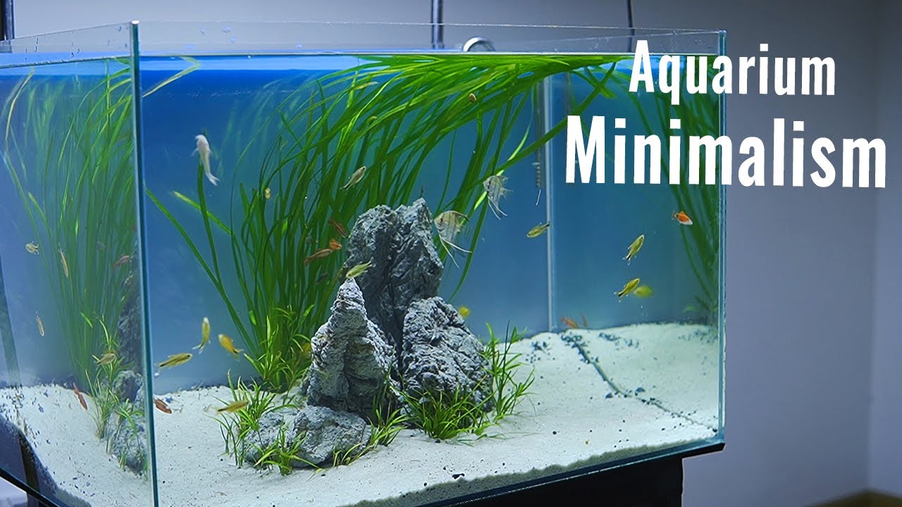 Aquascaping for beginners step by step setup tutorial tank | Shinark Aquascaper | #3 - YouTube