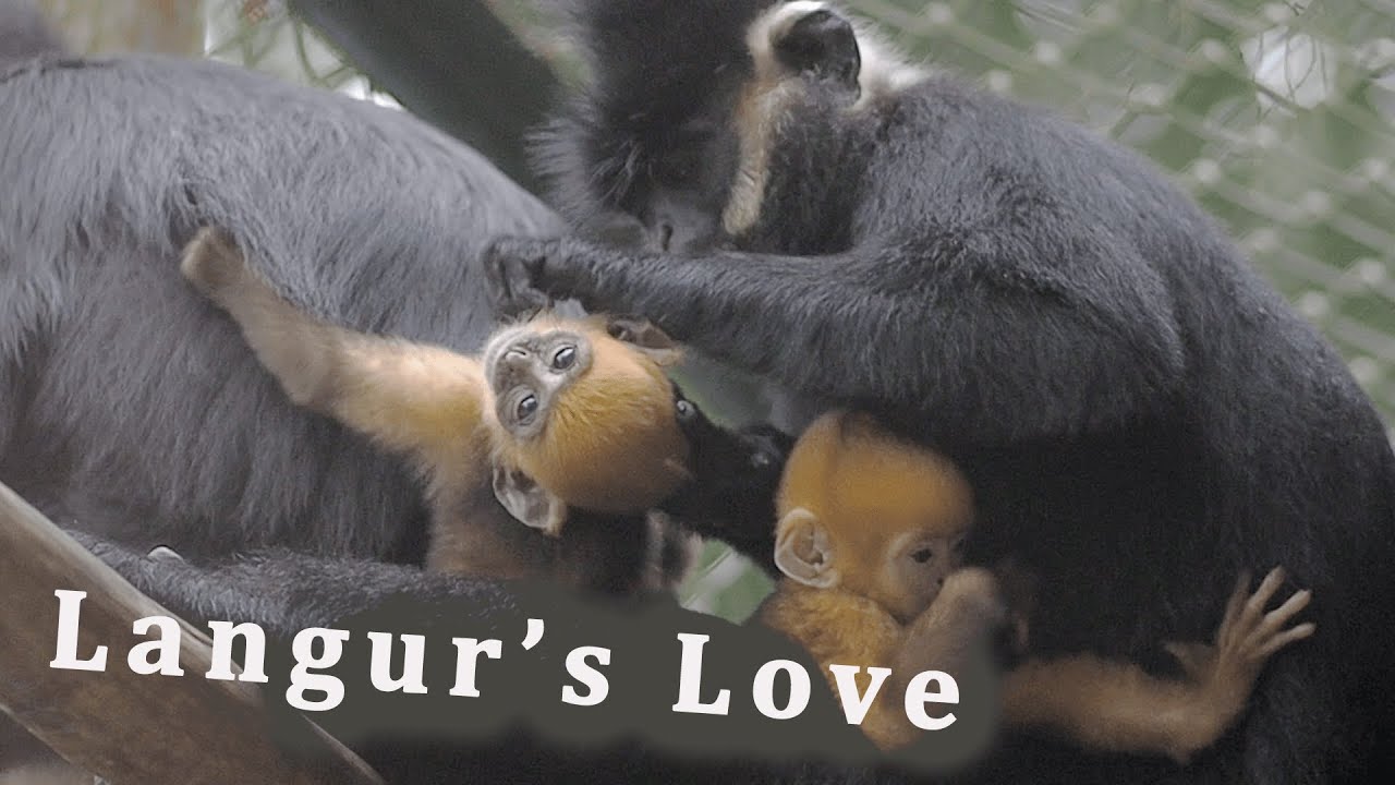 Hatinh Langur Lilly (Trachypithecus hatinhensis) - YouTube