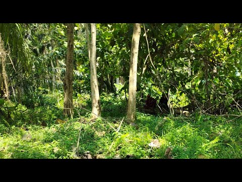 GERBEK DUKUN WIK WIK!