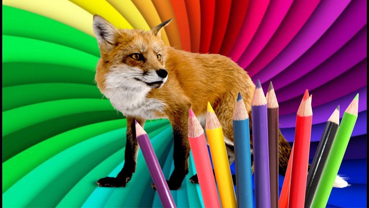 LEARN COLORS ANIMAL FOX FOR KIDS CHILDREN TODDLERS - YouTube