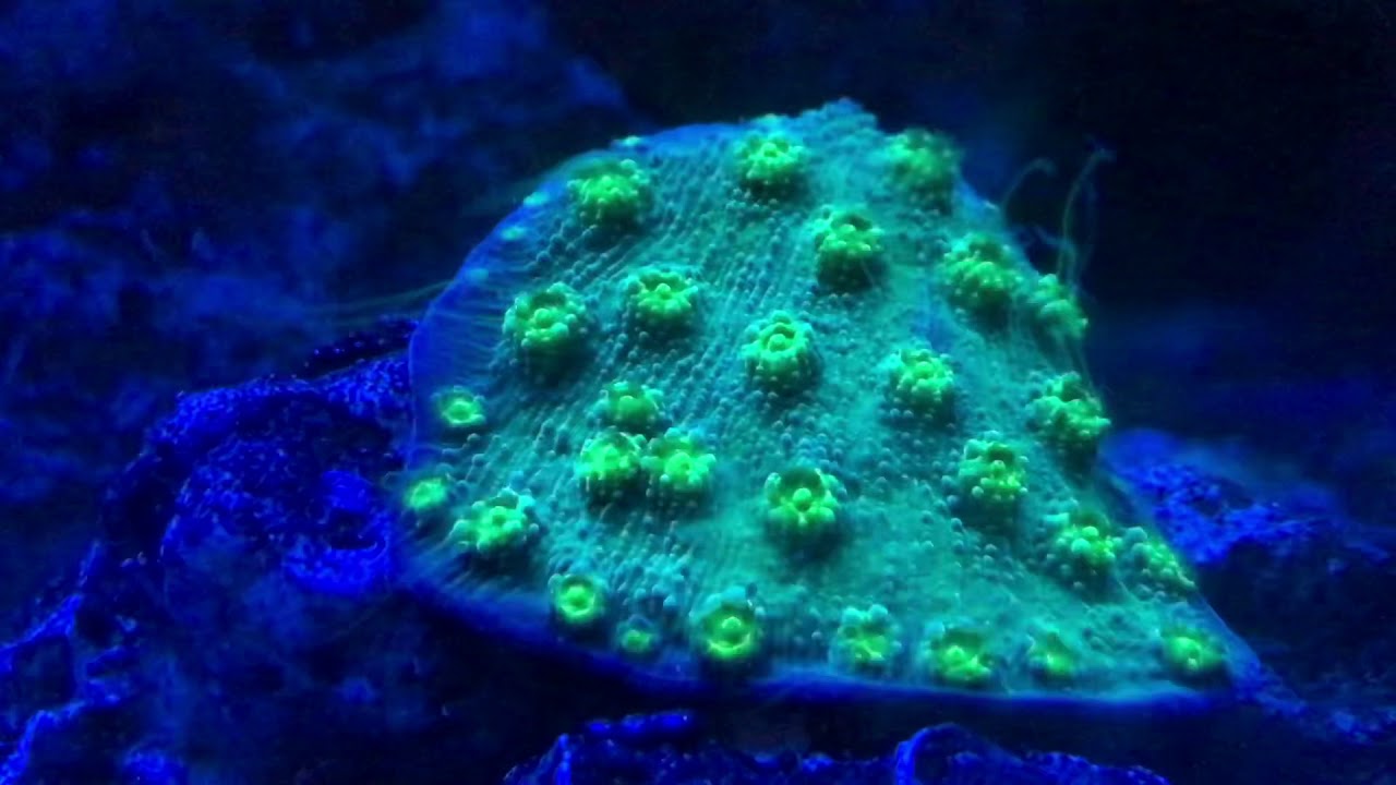 Alien eye chalice sweepers - YouTube