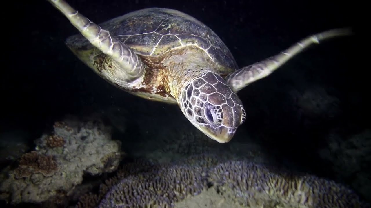 Turtle lunges at diver - YouTube