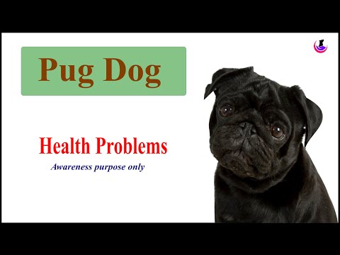 Common health problems recorded in Pugs - YouTube