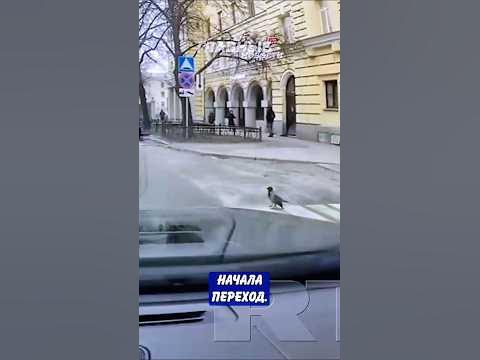 Гениальная ворона стала звездой интернета! | Главные Новости - YouTube