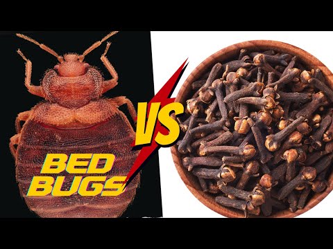 Does Clove Oil Kill Insects