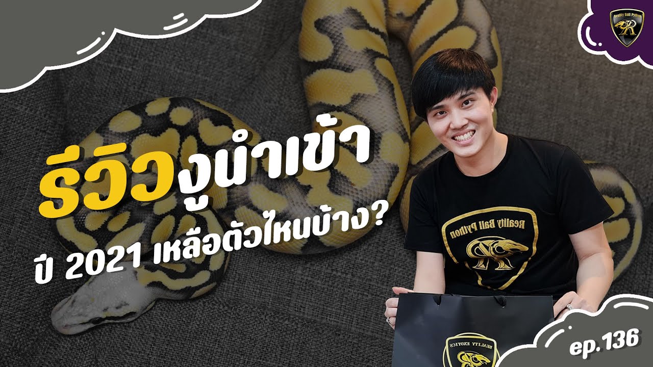 งูบอลปี 2021 เหลือตัวไหนบ้าง?【 EP.136 | 4K 】#realityballpython - QuadExcel.com