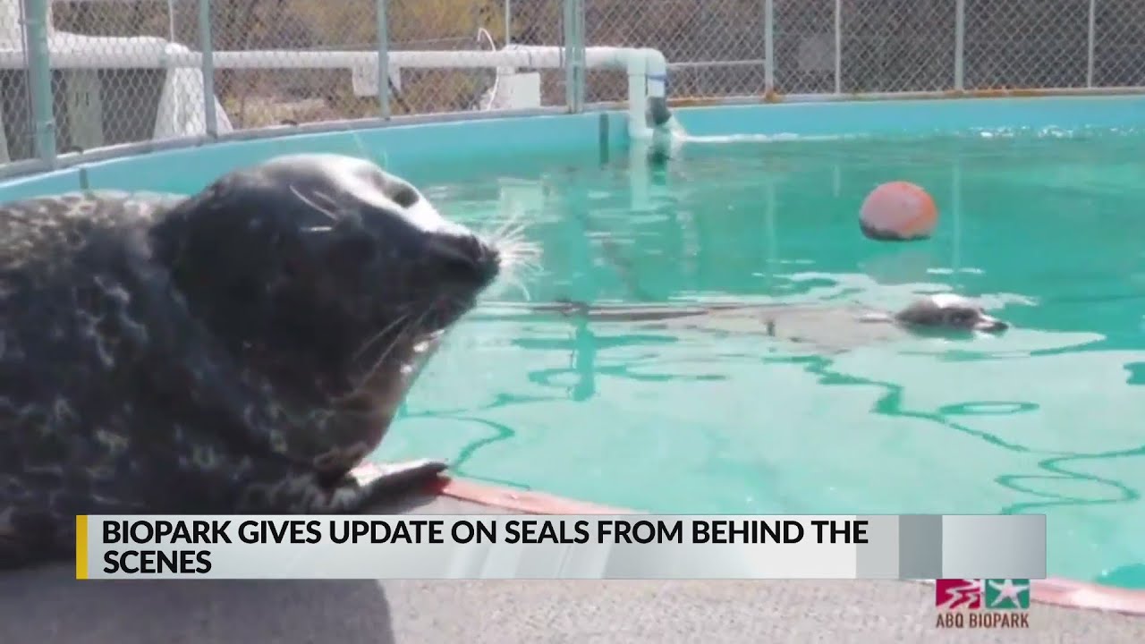 BioPark gives update on seals from behind the scenes - YouTube