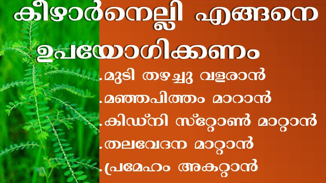 MEDICINAL USE OF KEEZHARNELLI /PHYLLANTHUS NIRURI/കീഴാർനെല്ലിയുടെ ...