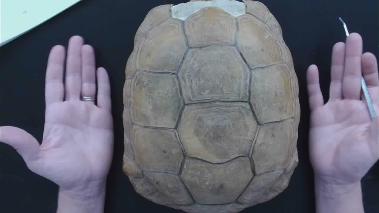 Turtle Shell Anatomy - YouTube