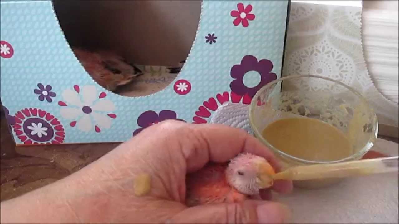 Hand Feeding Baby Rosy Bourke Parakeets - Tips and Tricks - YouTube