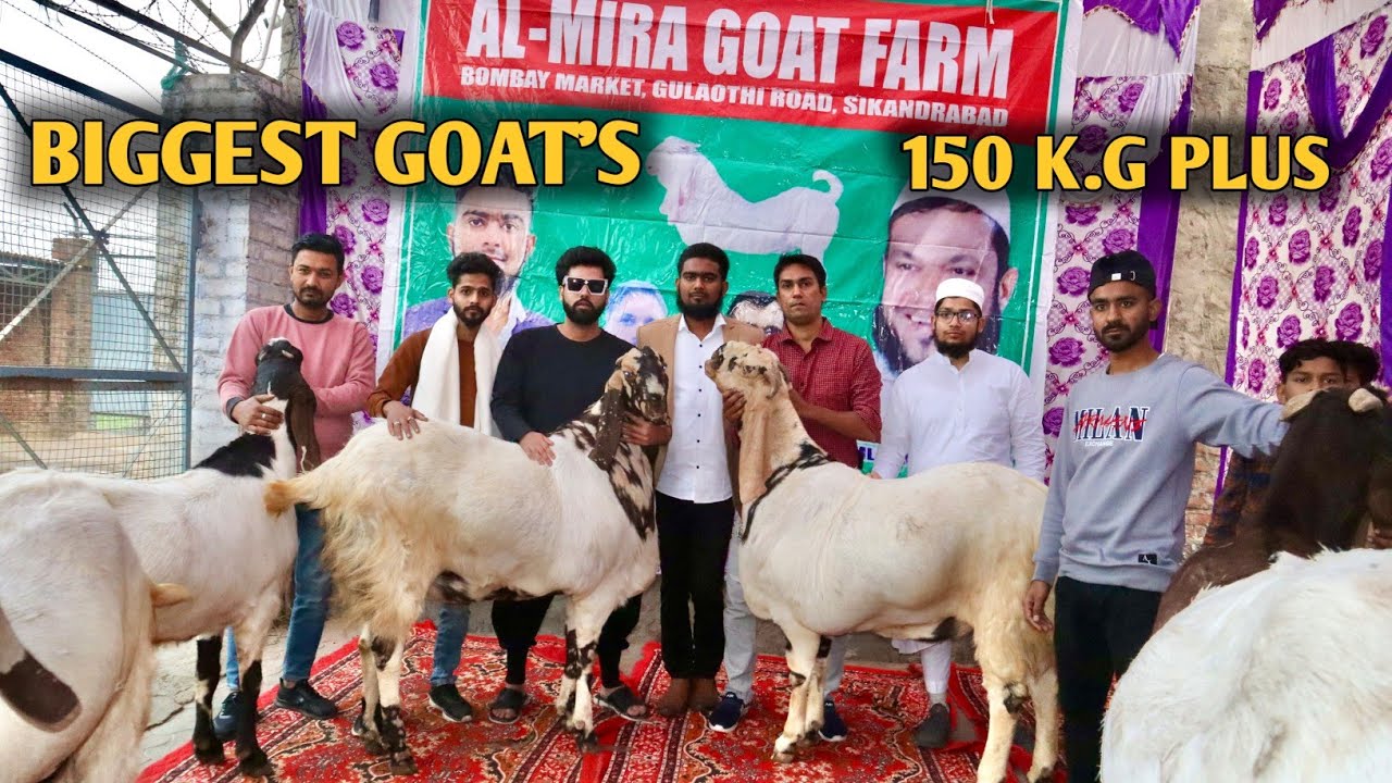 India's Biggest Goat's In Sikandrabad At Al Mira Goat Farm - YouTube