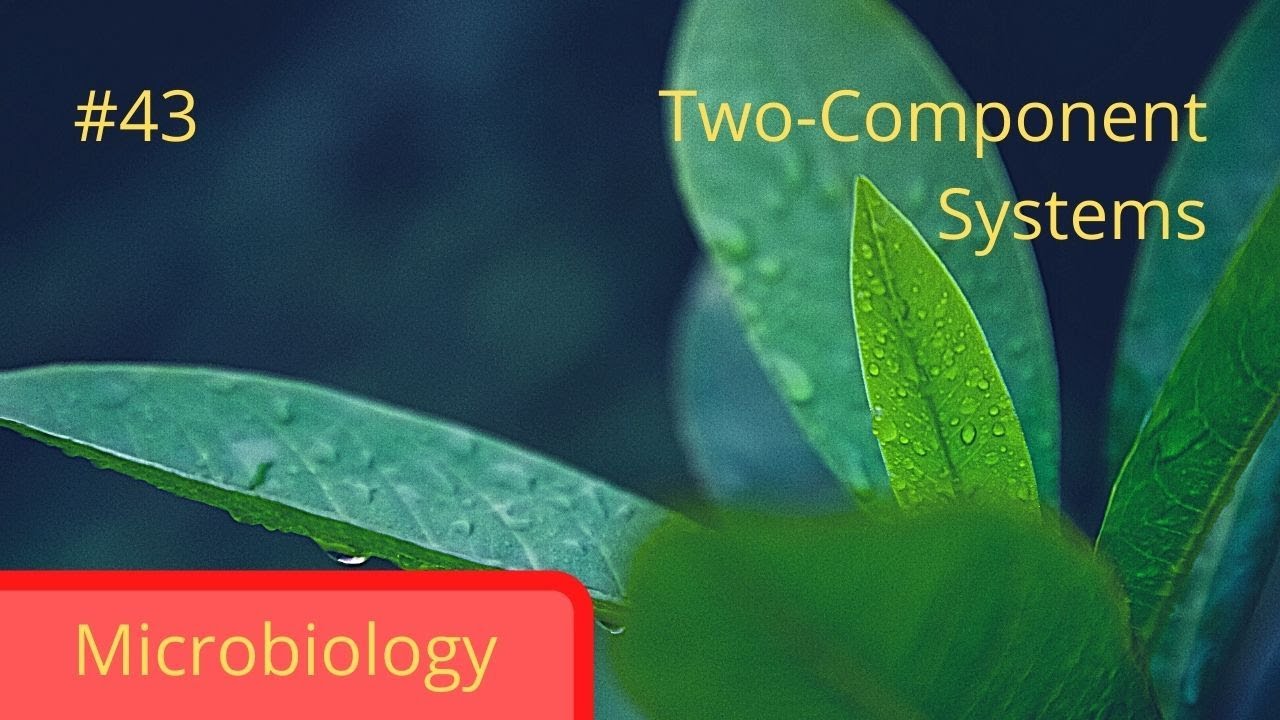 Biopedia episode 43- Two-Component Systems - YouTube