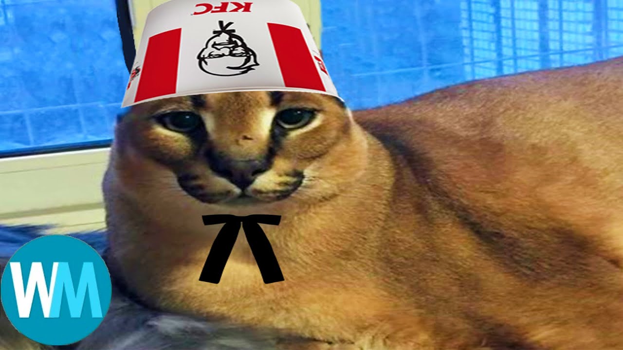 Top 5 floppa - YouTube